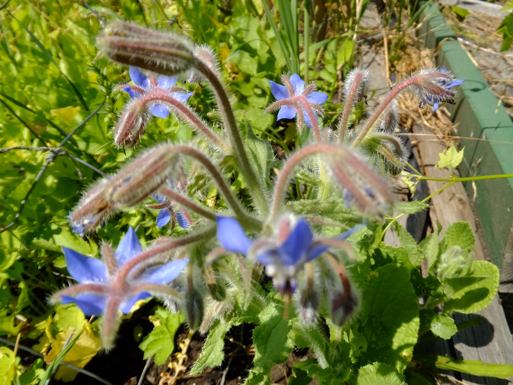 Flower Power - Probiotic, Organic, & Medicinal - Body Spray - 4oz ...